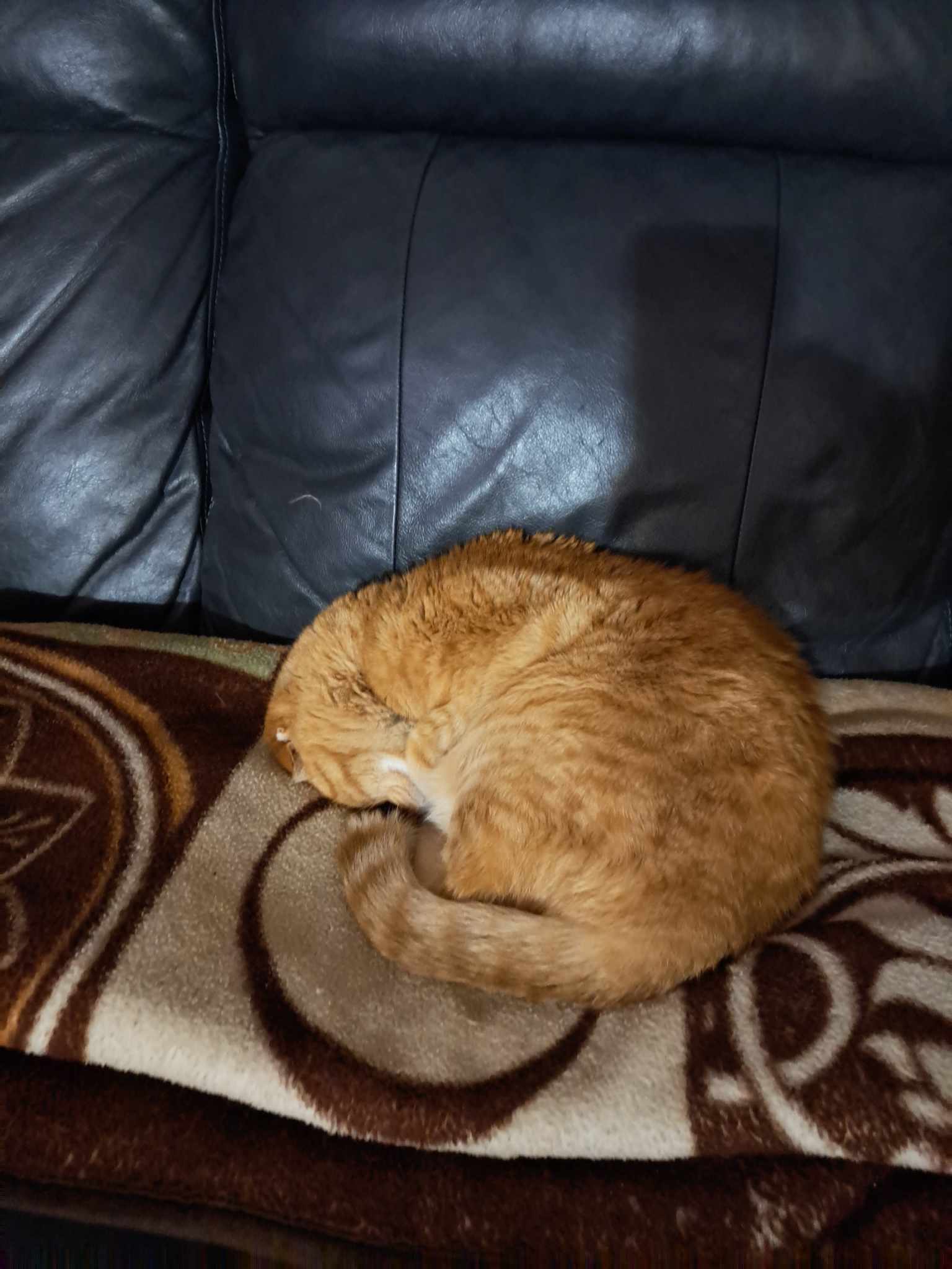 Pillsbury Sinozich – Oakey's Pet Funeral Home