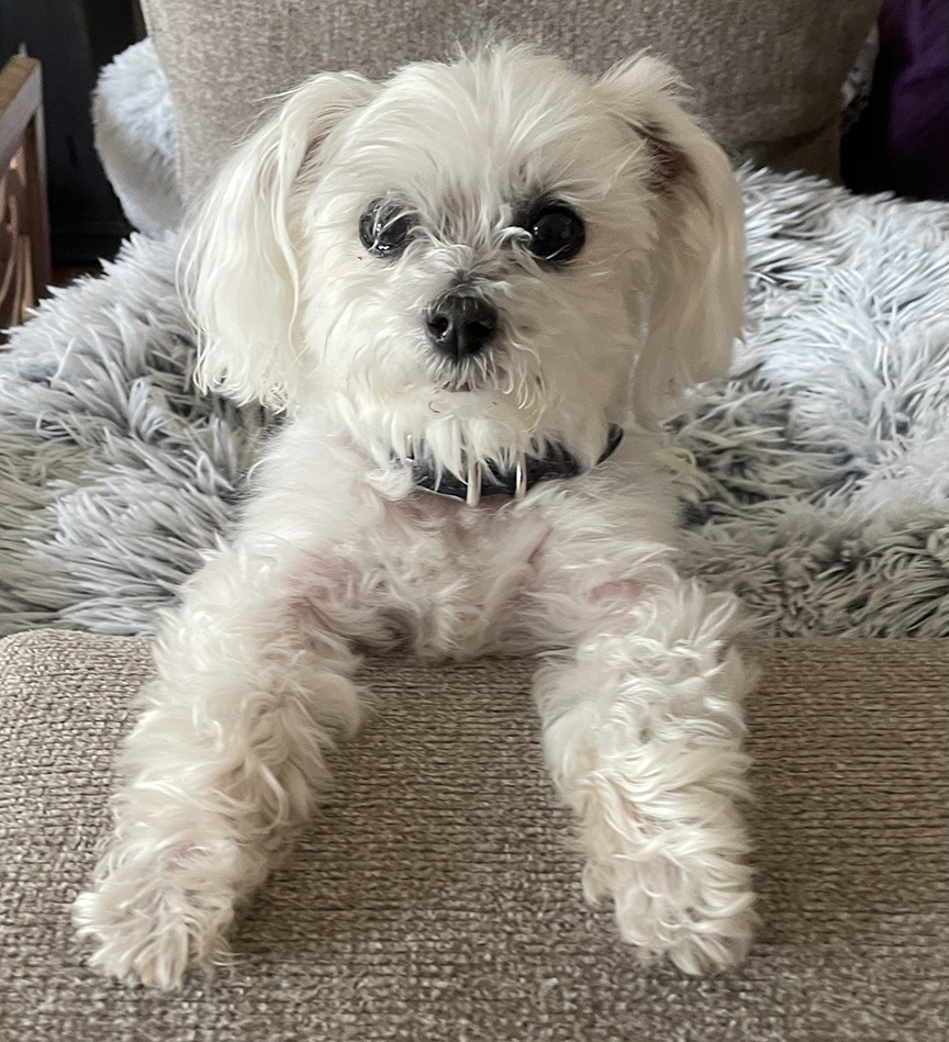 Sugar Moser – Oakey's Pet Funeral Home